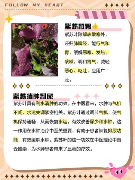 紫苏叶的功效与作用_紫苏叶能治疗哪些疾病-第3张图片-山城妙识