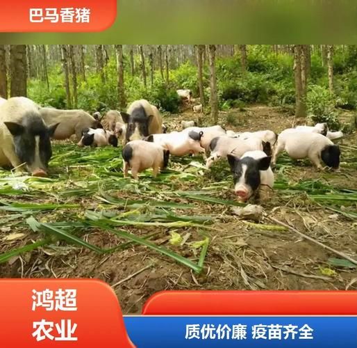 巴马香猪图片哪里找_巴马香猪能长多大-第1张图片-山城妙识