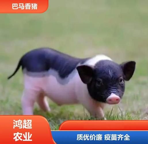 巴马香猪图片哪里找_巴马香猪能长多大-第2张图片-山城妙识