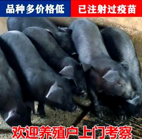巴马香猪图片哪里找_巴马香猪能长多大-第3张图片-山城妙识