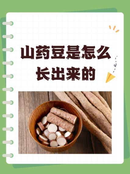 山药豆怎么种植_山药豆种植时间和方法-第1张图片-山城妙识