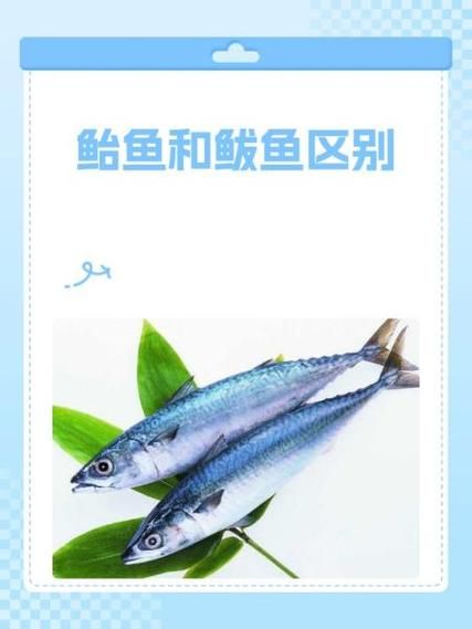 鲐鱼的营养价值_鲐鱼的功效与作用-第1张图片-山城妙识