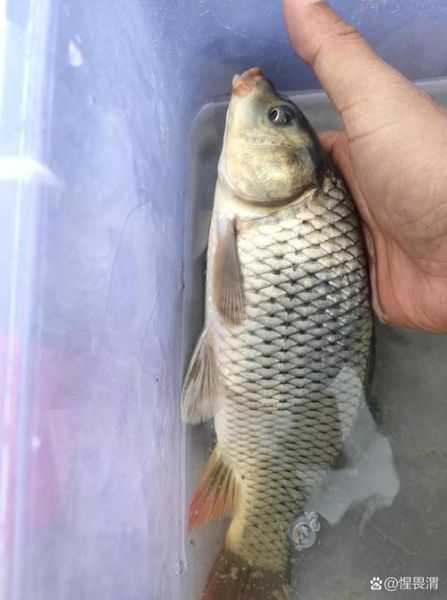 鲤鱼多少钱一斤_鲤鱼价格行情-第2张图片-山城妙识