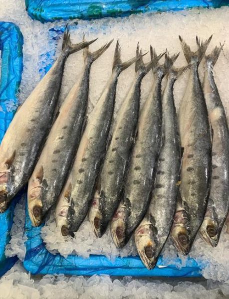 马鲛鱼图片大全_如何分辨真假马鲛鱼-第2张图片-山城妙识