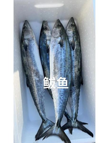 马鲛鱼图片大全_如何分辨真假马鲛鱼-第3张图片-山城妙识