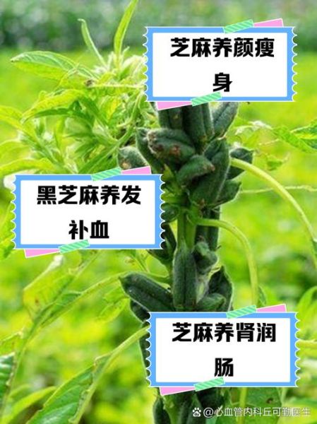 芝麻的营养价值与功效_吃芝麻能补钙吗-第1张图片-山城妙识