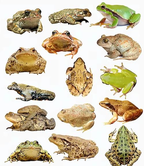 青蛙品种大全图_常见青蛙有哪些-第1张图片-山城妙识