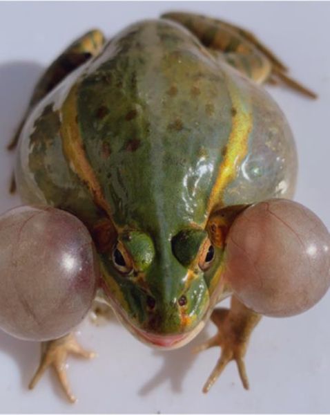 青蛙品种大全图_常见青蛙有哪些-第2张图片-山城妙识