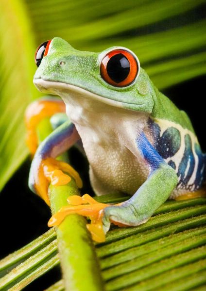 青蛙品种大全图_常见青蛙有哪些-第3张图片-山城妙识