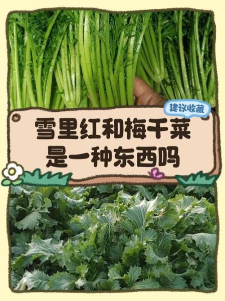 雪菜是什么菜_雪菜和梅干菜一样吗-第1张图片-山城妙识