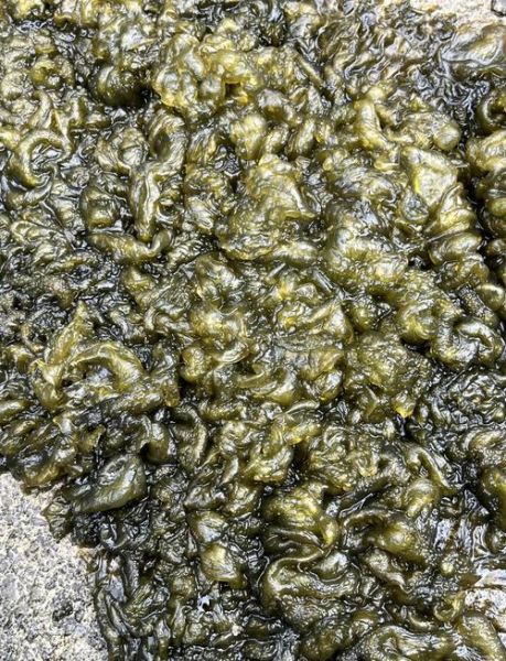 地皮菜是什么菜_地皮菜和木耳菜的区别-第2张图片-山城妙识