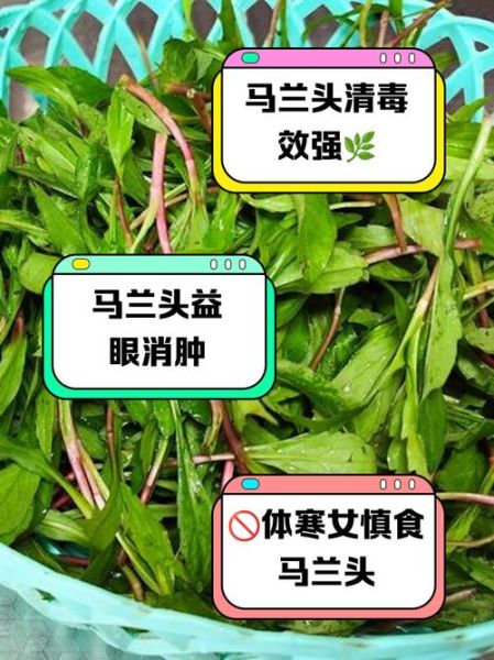 马兰头什么人不能吃_马兰头禁忌人群有哪些-第1张图片-山城妙识