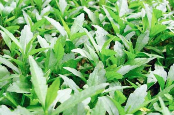 马兰头什么人不能吃_马兰头禁忌人群有哪些-第3张图片-山城妙识