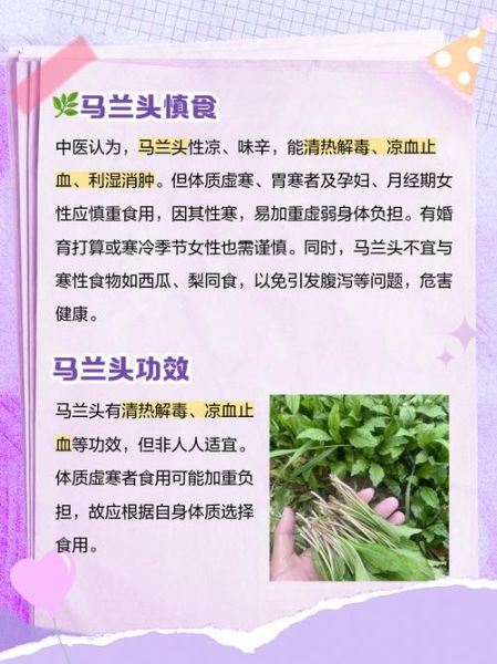 马兰头什么人不能吃_马兰头禁忌人群有哪些-第2张图片-山城妙识