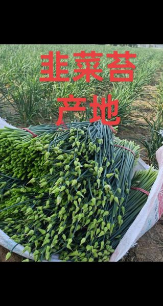 韭菜苔的功效与作用禁忌_哪些人不能吃-第2张图片-山城妙识