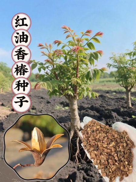 香椿树种子怎么种_香椿树种子多少钱一斤-第2张图片-山城妙识
