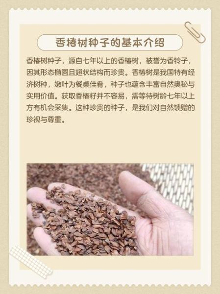 香椿树种子怎么种_香椿树种子多少钱一斤-第1张图片-山城妙识