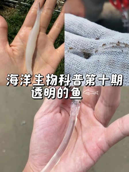 面条鱼是海鱼还是淡水鱼_面条鱼生长环境揭秘-第1张图片-山城妙识