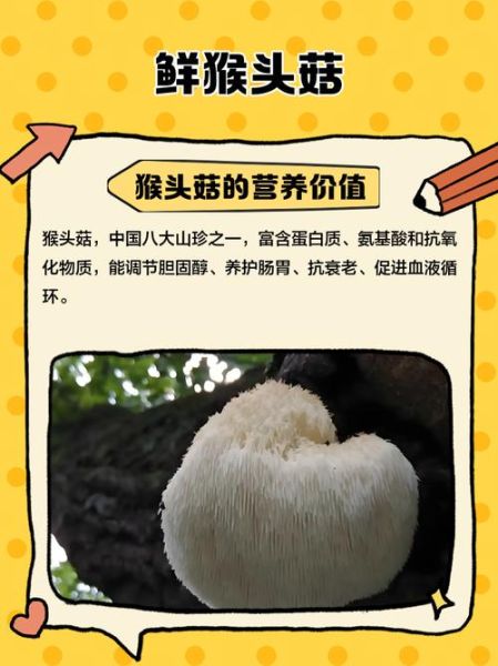 鲜猴头菇图片大全_如何挑选优质猴头菇-第2张图片-山城妙识