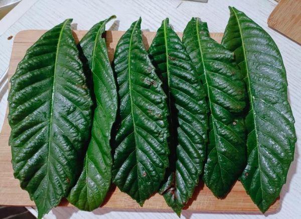 枇杷叶煮水止咳吗_枇杷叶煮水正确做法-第3张图片-山城妙识