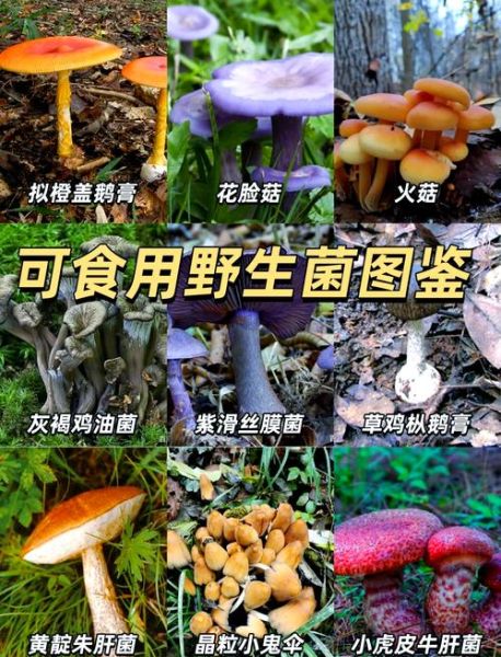 菌类大全有哪些_常见食用菌如何辨别-第3张图片-山城妙识