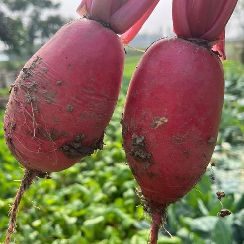 红皮萝卜能治痛风吗_痛风吃红皮萝卜有用吗-第1张图片-山城妙识