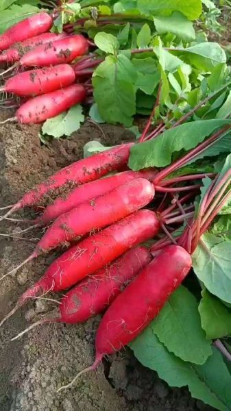 红皮萝卜能治痛风吗_痛风吃红皮萝卜有用吗-第3张图片-山城妙识