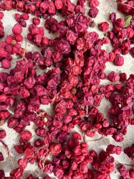 五味子多少钱一斤_野生五味子价格-第3张图片-山城妙识