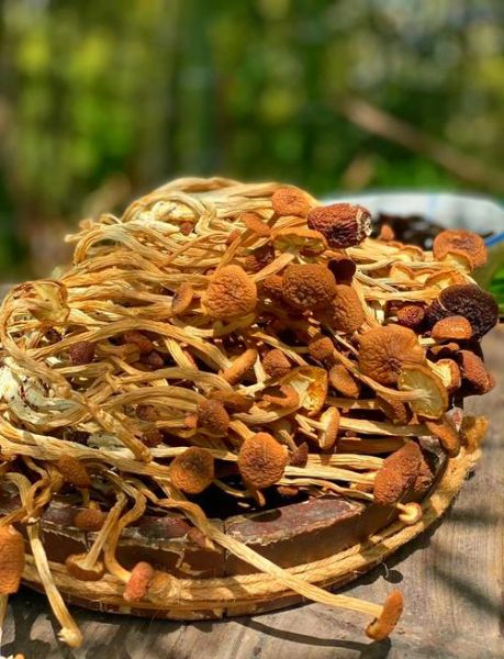 干锅茶树菇怎么做_干锅茶树菇热量高吗-第3张图片-山城妙识