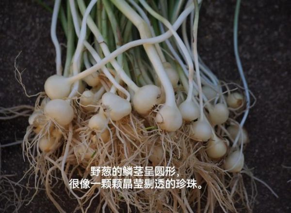 藠头怎么读_藠头是什么植物-第3张图片-山城妙识