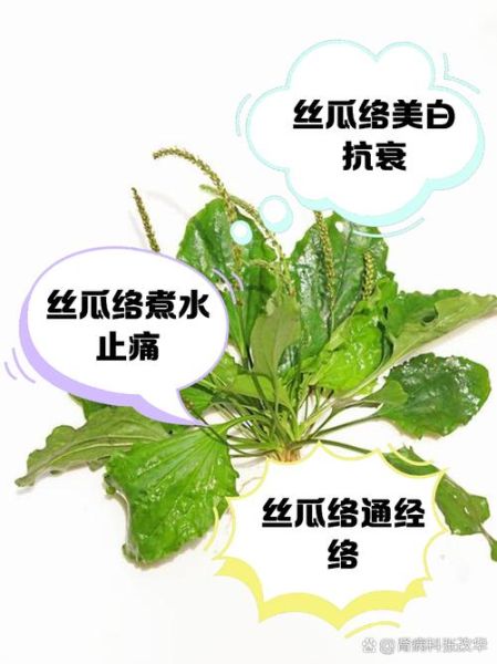 丝瓜藤流出的水有什么功效_丝瓜水能直接喝吗-第3张图片-山城妙识