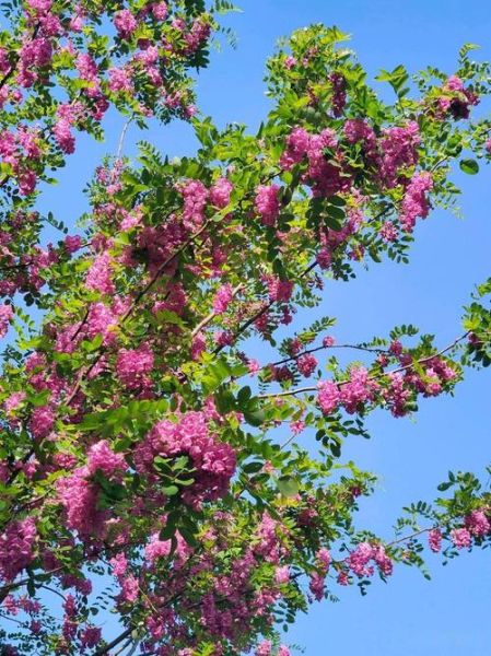 香花槐树适合种哪里_香花槐树几年能开花-第3张图片-山城妙识