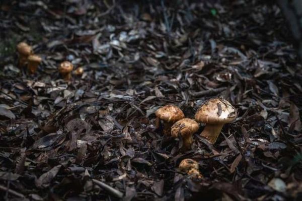 口蘑伞下黑色绒毛可以吃吗_口蘑变黑还能吃吗-第1张图片-山城妙识