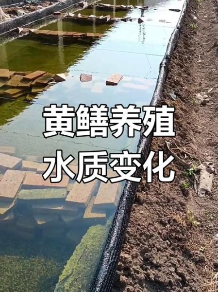 养黄鳝土池怎么建_养黄鳝土池用什么土最好-第2张图片-山城妙识 养黄鳝土池怎么建_养黄鳝土池用什么土最好-第2张图片-山城妙识