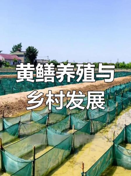 养黄鳝土池怎么建_养黄鳝土池用什么土最好-第3张图片-山城妙识 养黄鳝土池怎么建_养黄鳝土池用什么土最好-第3张图片-山城妙识