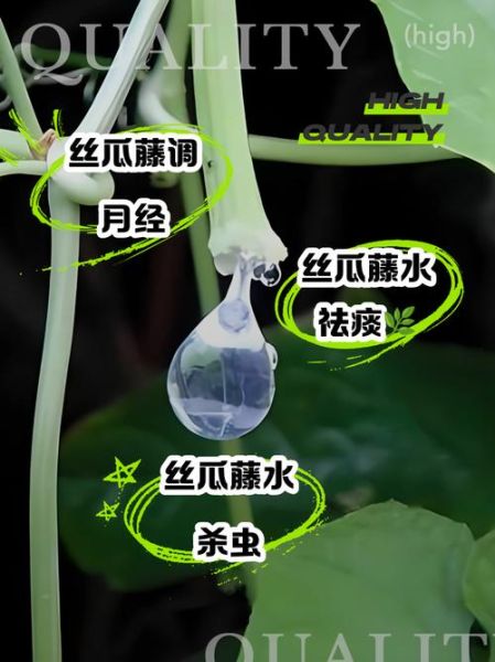 丝瓜藤水怎么喝最好_丝瓜藤水正确饮用方法-第1张图片-山城妙识