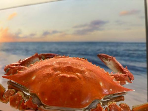 螃蟹图片大全_真实高清图哪里找-第1张图片-山城妙识