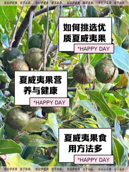 夏威夷果上火吗_吃夏威夷果会上火吗-第1张图片-山城妙识