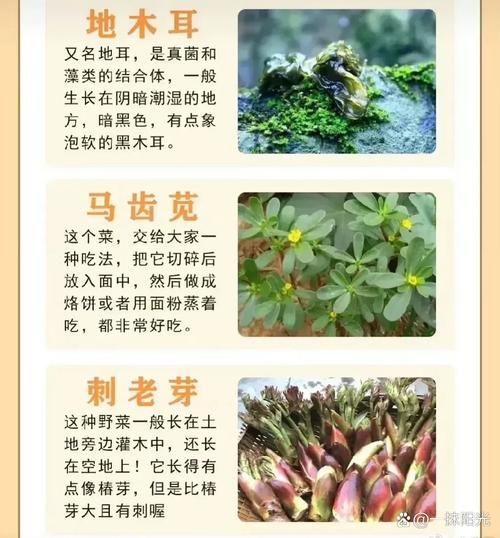 能吃的野菜有哪些_常见野菜图片及名称-第3张图片-山城妙识