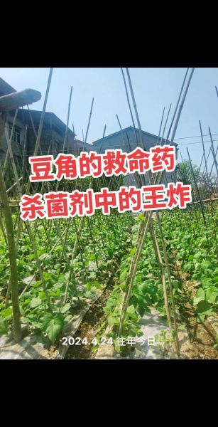 吃豆角中毒怎么办_豆角中毒自救方法-第2张图片-山城妙识