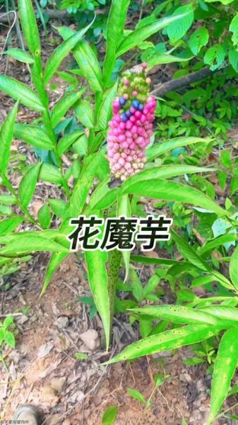 魔芋花的功效与作用_魔芋花怎么吃-第3张图片-山城妙识