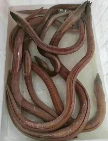鳗鱼为什么不能吃_野生鳗鱼有毒吗-第3张图片-山城妙识