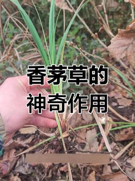 香茅是什么中药_香茅的功效与作用-第3张图片-山城妙识