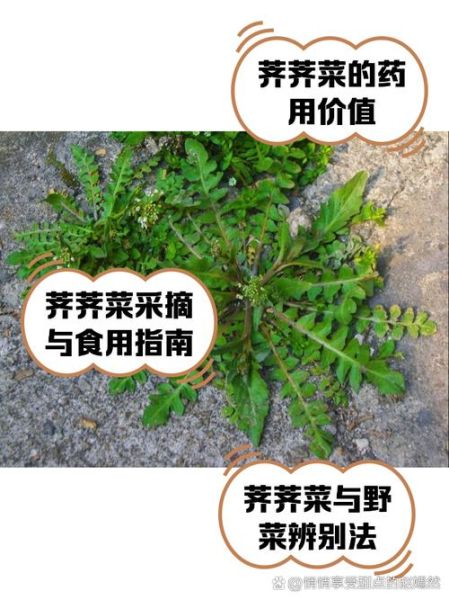 荠菜和荠荠菜一样吗_怎么区分荠菜与荠荠菜-第2张图片-山城妙识