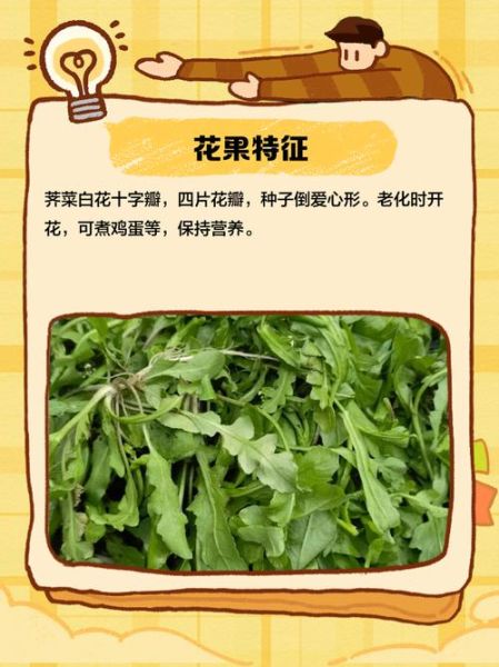 荠菜和荠荠菜一样吗_怎么区分荠菜与荠荠菜-第3张图片-山城妙识