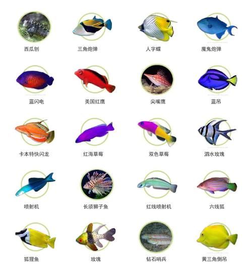淡水鱼种类有哪些_海水鱼名字大全-第1张图片-山城妙识
