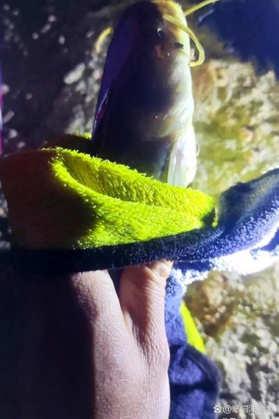 鸡肝钓鱼效果如何_鸡肝钓什么鱼最好-第3张图片-山城妙识