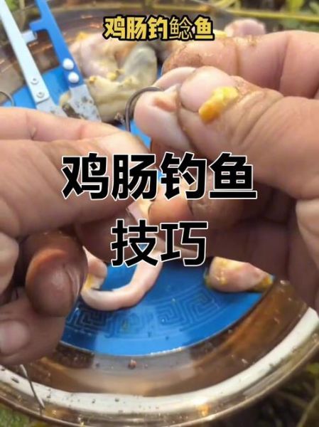 鸡肝钓鱼效果如何_鸡肝钓什么鱼最好-第2张图片-山城妙识