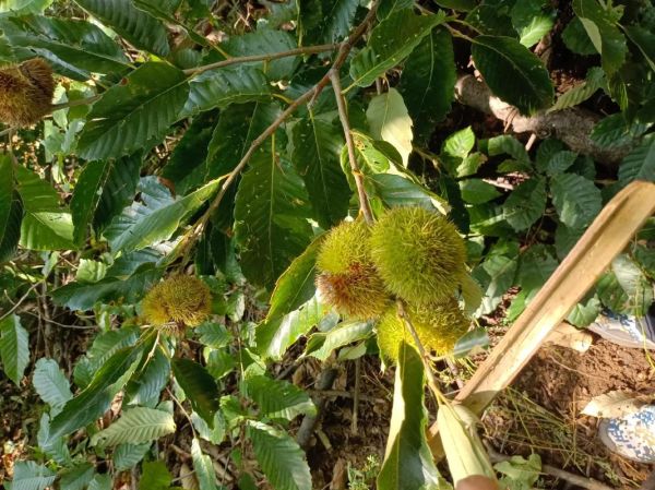 板栗怎么煮才好剥壳_板栗煮多久容易去皮-第1张图片-山城妙识 板栗怎么煮才好剥壳_板栗煮多久容易去皮-第1张图片-山城妙识