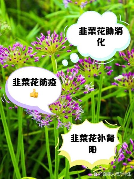 韭菜花可以吃吗_韭菜花怎么吃才安全-第1张图片-山城妙识 韭菜花可以吃吗_韭菜花怎么吃才安全-第1张图片-山城妙识